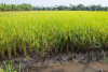 A Day on the Mekong Delta, Vietnam