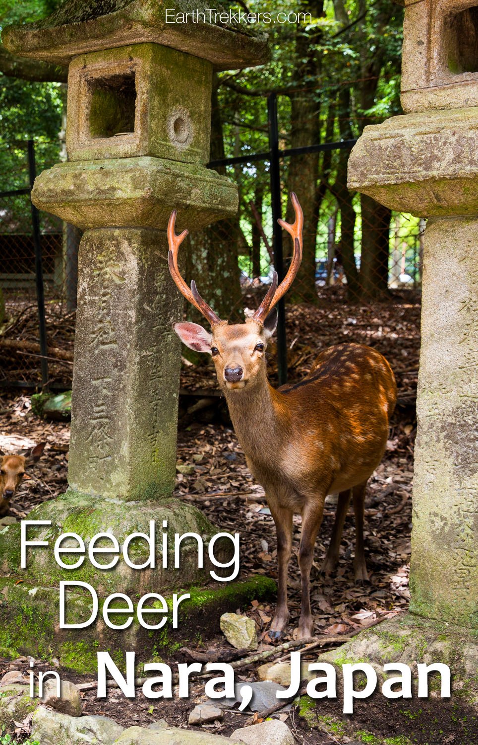 Feeding Deer in Nara, Japan | Earth Trekkers