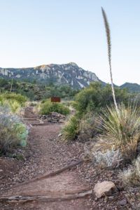 South Rim Trail Loop + Emory Peak | Ultimate Hiking Guide