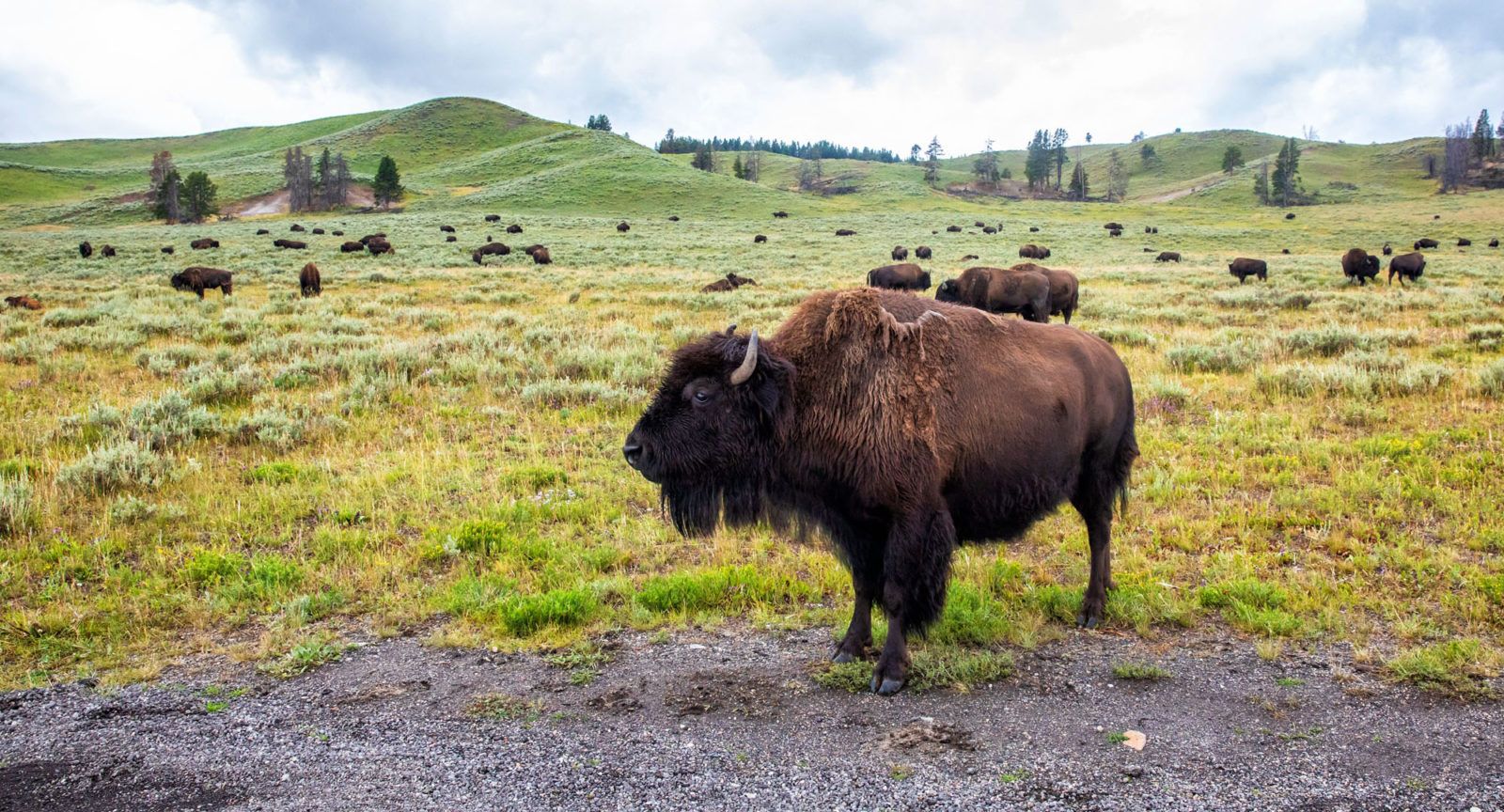 18 Epic Things to Do in Yellowstone on Your First Visit