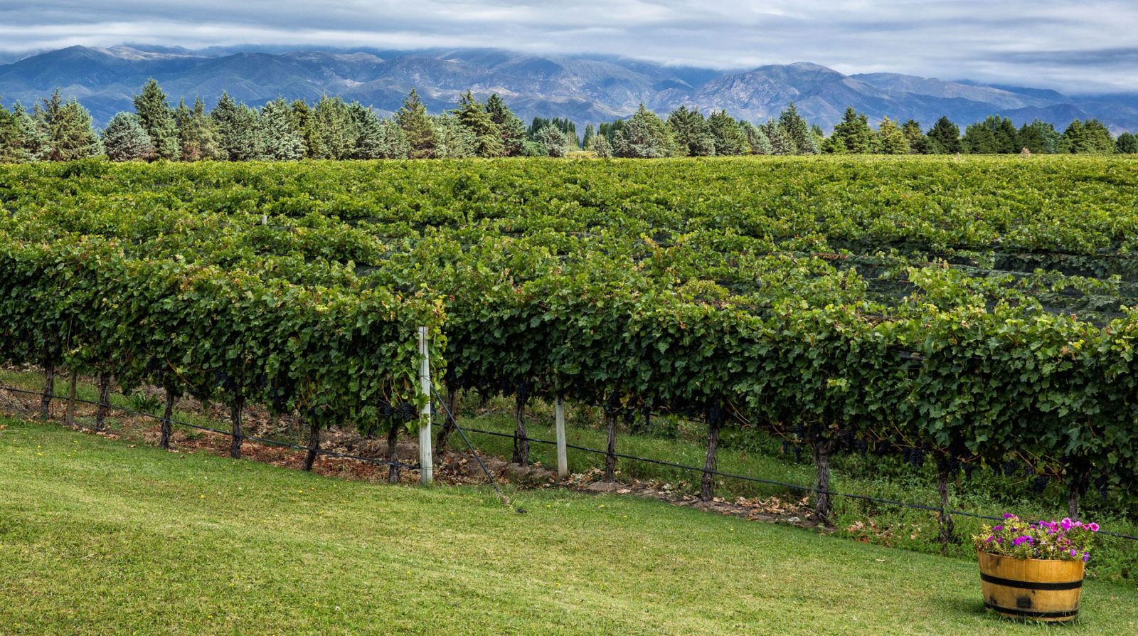 9 Unforgettable Things To Do in Mendoza, Argentina