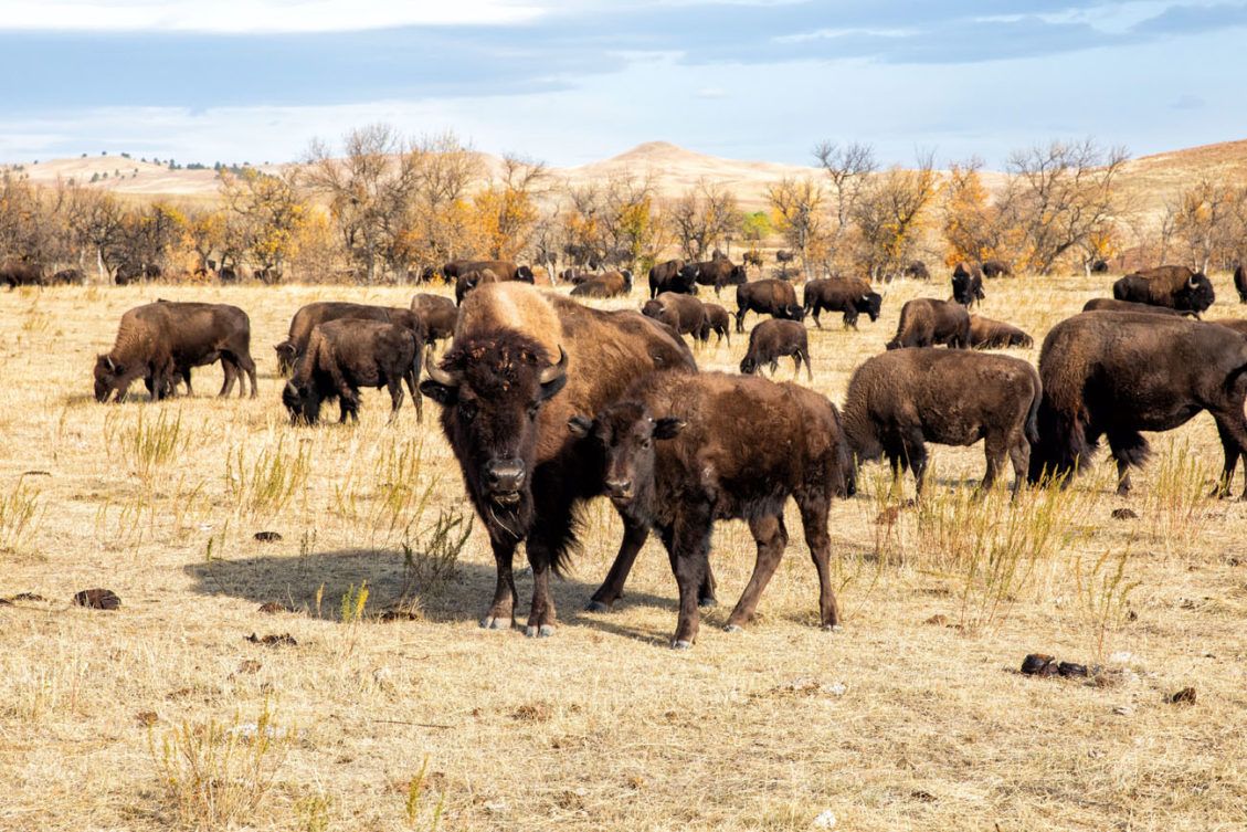 Custer State Park: Best Hikes, Best Scenic Drives & Best Things To Do ...
