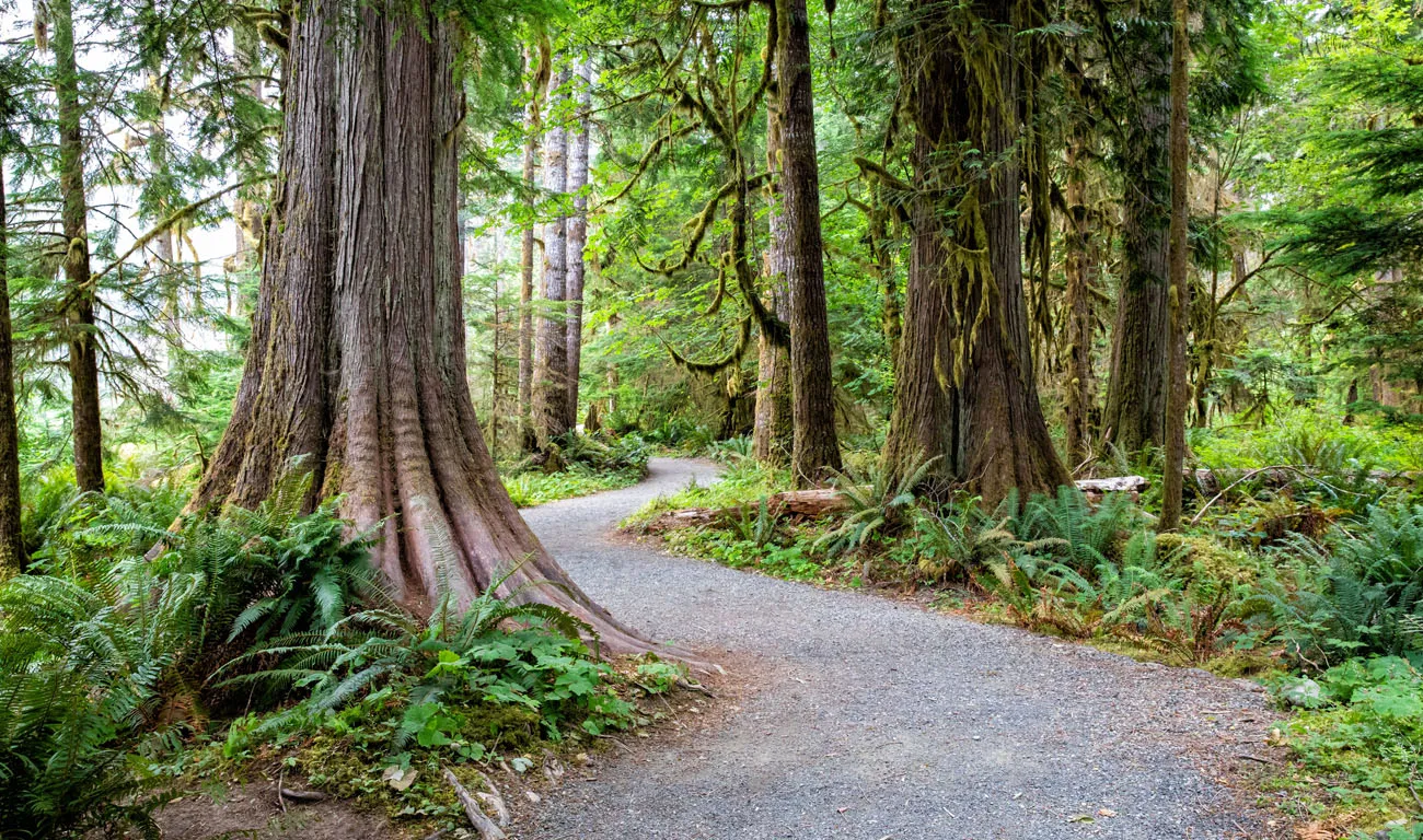 How to Hike the Staircase Rapids Loop in Olympic National Park