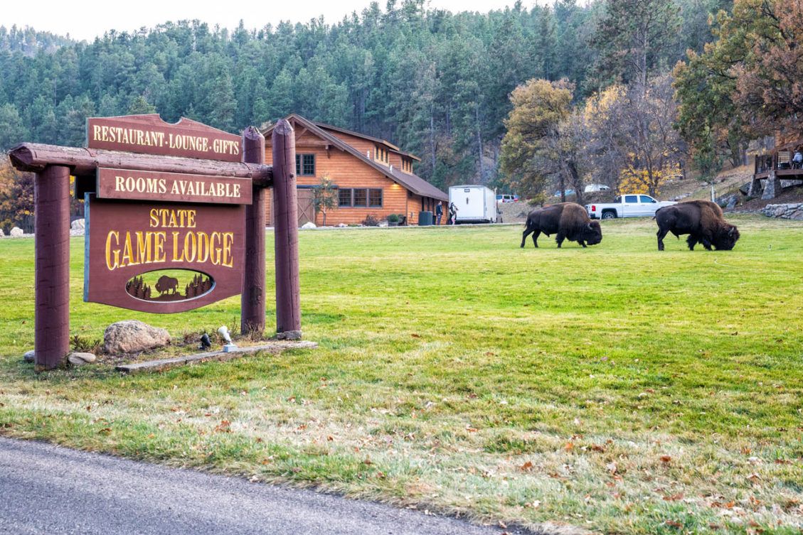 Custer State Park: Best Hikes, Scenic Drives & Things To Do
