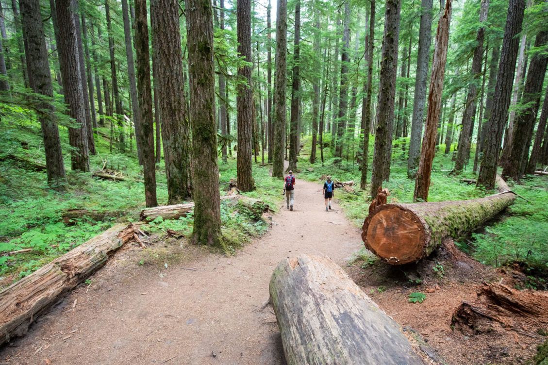 How to Hike the Silver Falls Loop Trail, Mount Rainier National Park ...