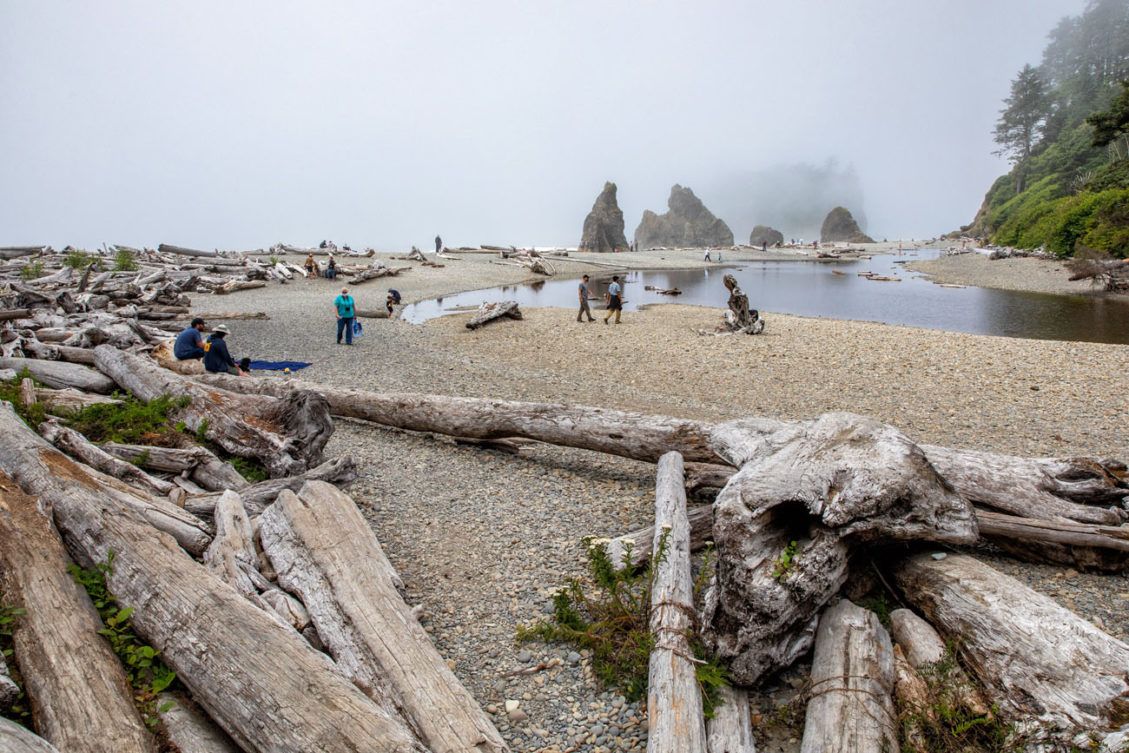 17 Great Hikes in Olympic National Park (+ Map & Photos) – Earth Trekkers