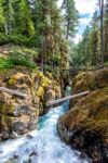 How to Hike the Silver Falls Loop Trail, Mount Rainier National Park ...