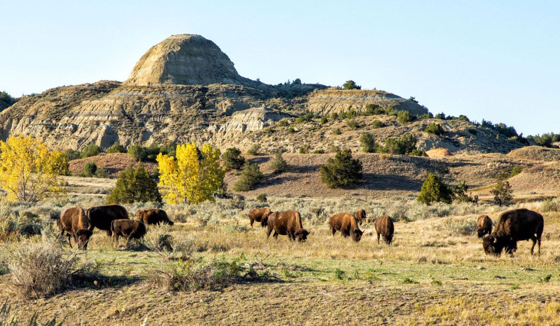 Complete Guide to the South Unit of Theodore Roosevelt National Park ...