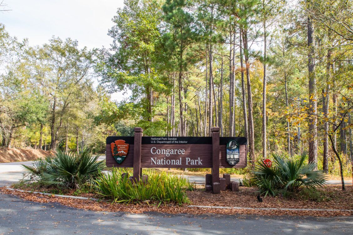 One Perfect Day in Congaree National Park