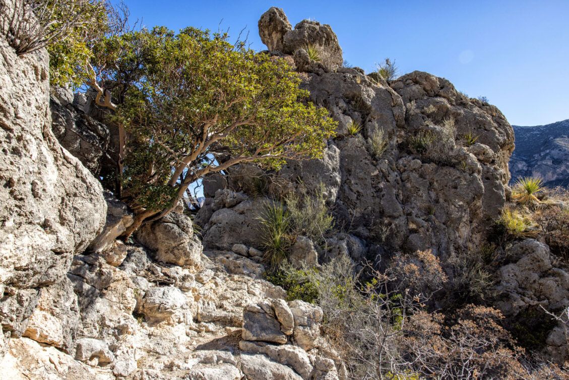 How to Hike the McKittrick Canyon Trail to Pratt Cabin, the Grotto ...