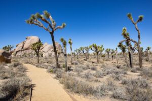 14 Epic Hikes in Joshua Tree National Park (+ Maps & Photos) – Earth ...