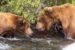 Katmai National Park Travel Guide – Earth Trekkers