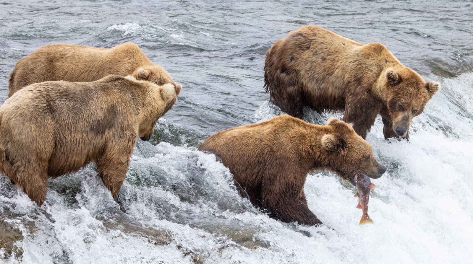 Katmai National Park Travel Guide – Earth Trekkers