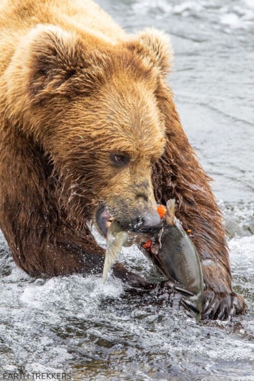 Complete Guide to Brooks Falls Trail & Viewing Platforms | Katmai ...
