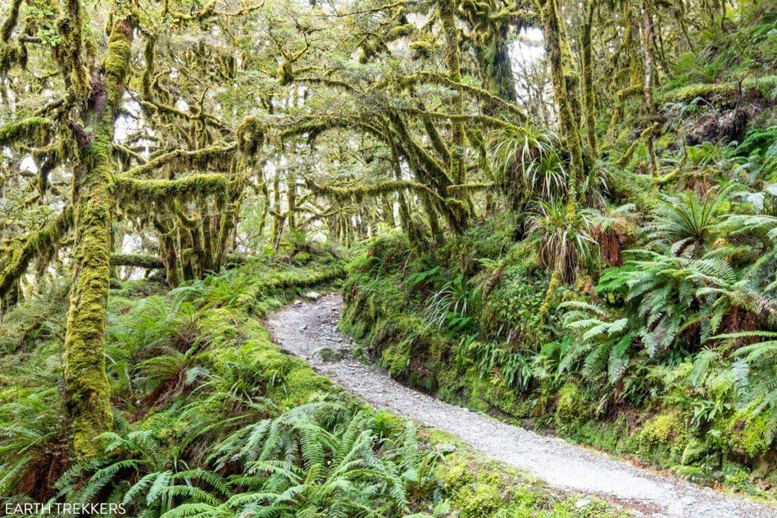 Exactly How to Hike the Routeburn Track in One Day – Earth Trekkers