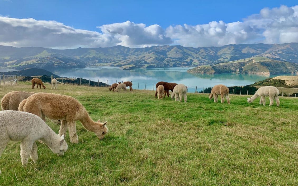 Best Things to Do in Akaroa & Banks Peninsula, New Zealand