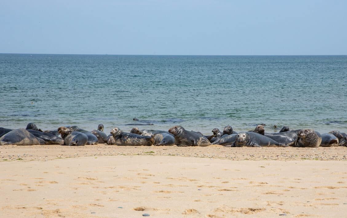 2 Days on Cape Cod: Martha’s Vineyard, Provincetown & Falmouth – Earth ...