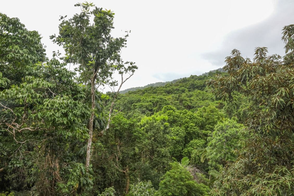 Daintree National Park: Things to Do, Best Tours & How to Get Here ...