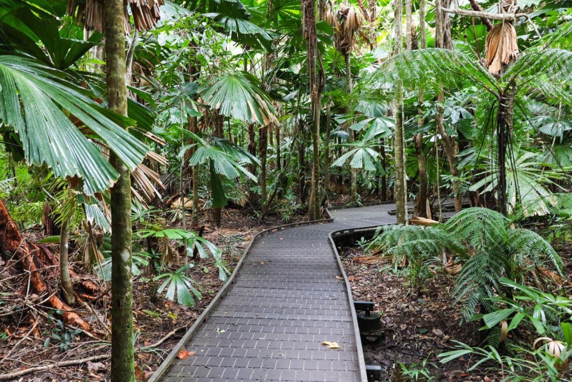 Daintree National Park: Things to Do, Best Tours & How to Get Here ...