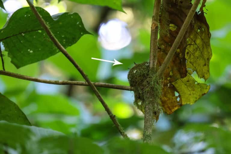 Best Things to Do in Monteverde, Costa Rica (What's Actually Worth It)