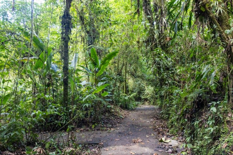 Best Things to Do in Monteverde, Costa Rica (What's Actually Worth It)