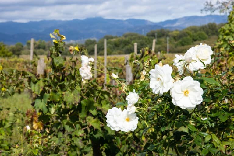 Etna Wine Region: Why Sicily’s Volcanic Wines Are a Must-Try