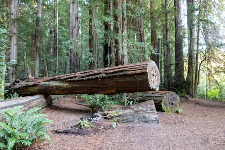 A Walk through the Stout Memorial Grove in Photos
