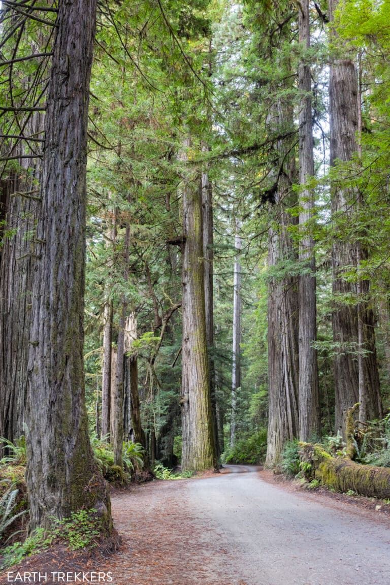 A Walk through the Stout Memorial Grove in Photos