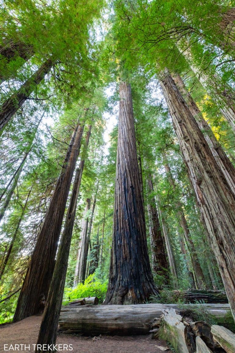A Walk through the Stout Memorial Grove in Photos