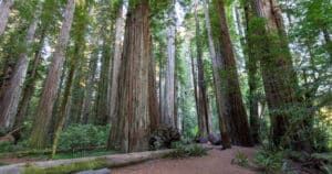 A Walk through the Stout Memorial Grove in Photos