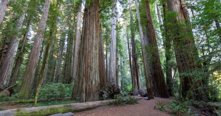 A Walk through the Stout Memorial Grove in Photos