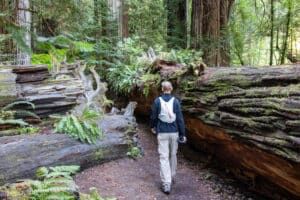 A Walk through the Stout Memorial Grove in Photos