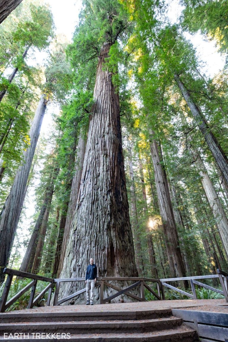 A Walk through the Stout Memorial Grove in Photos